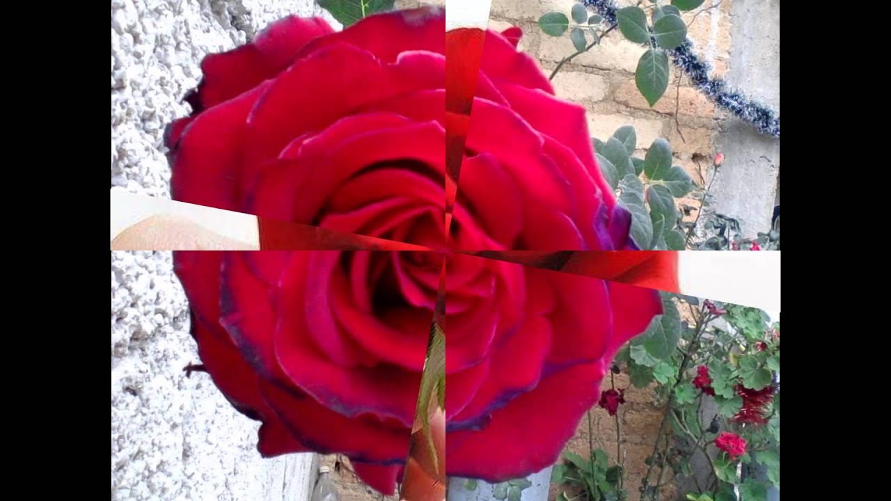 Loco Por Ti YouTube loco-por-ti-youtube