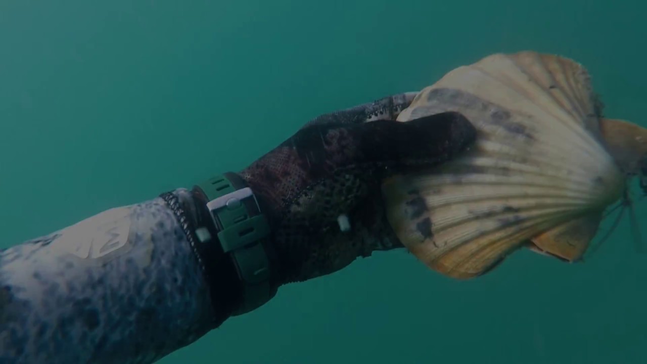 Free diving for Scallops Guernsey UK - YouTube