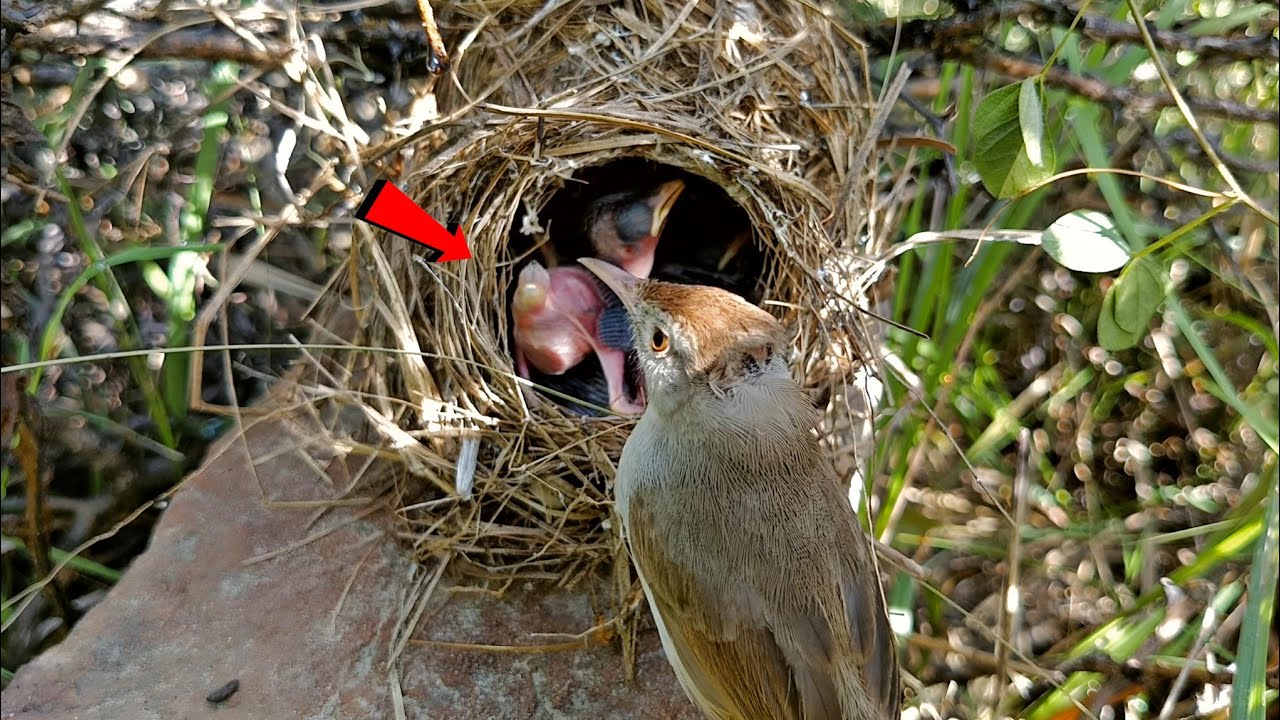 Baby Great Reed Warbler bird was about to dirst the nest ...
