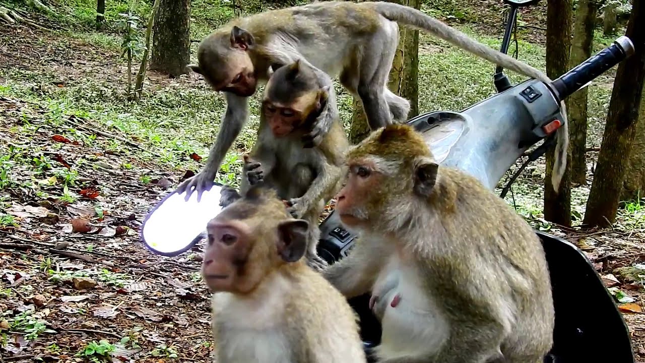 Poor Baby Monkey Juliana Looking For Mummy|Juliana Funny Playing With ...