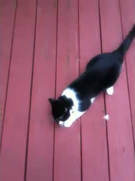 Pepe Eats Catnip, Part 4 - YouTube