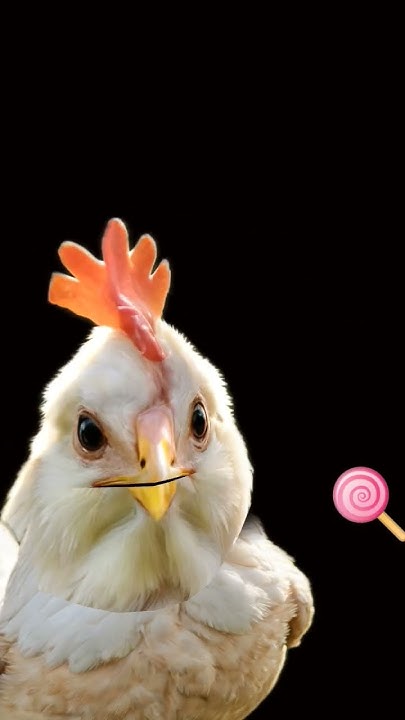 chicken no no #chicken #shorts #no - YouTube