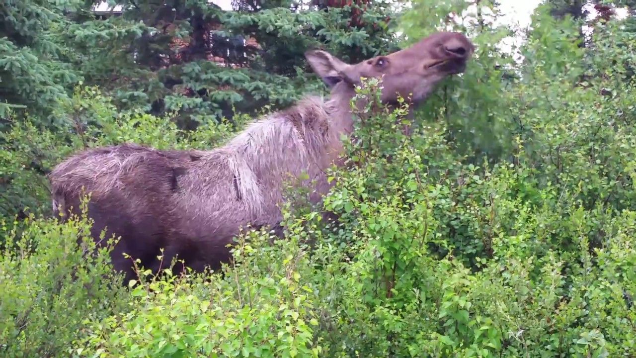 Massive Moose Eating Trees and Leaves - Side of Gravel Road - Healy ...