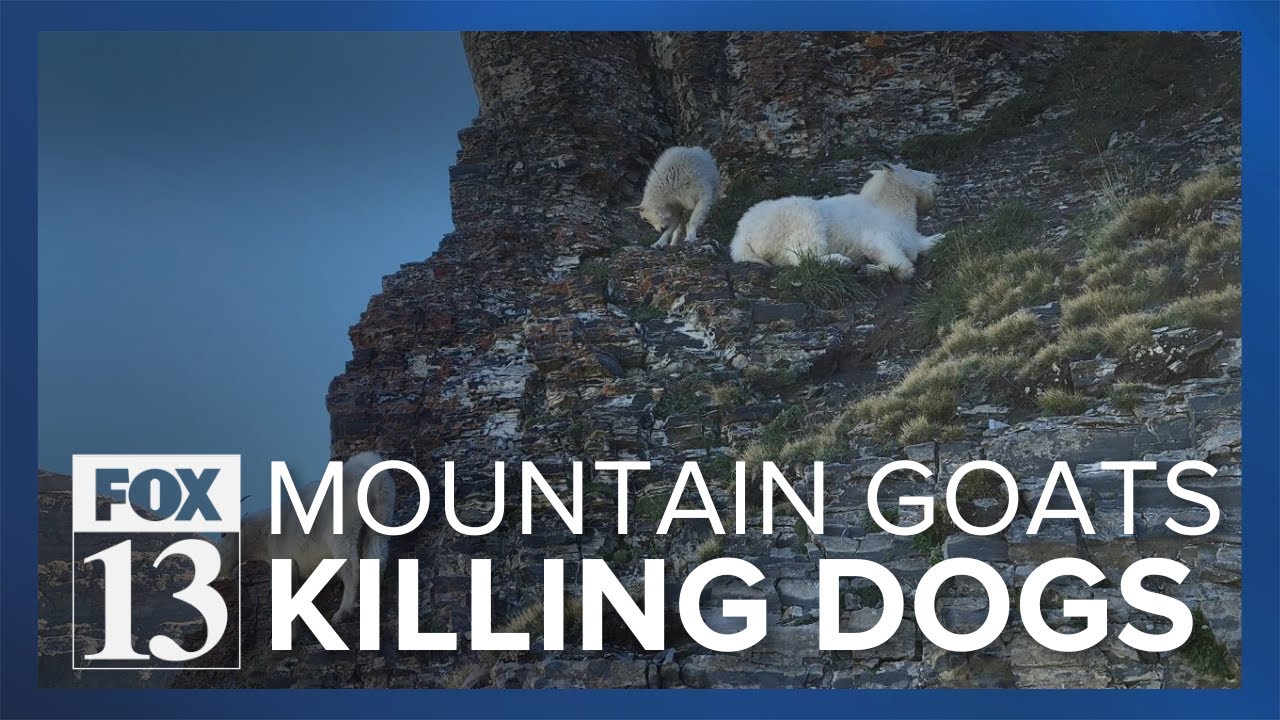 Hikers urged to keep dogs leashed after mountain goats kill 3 on ...