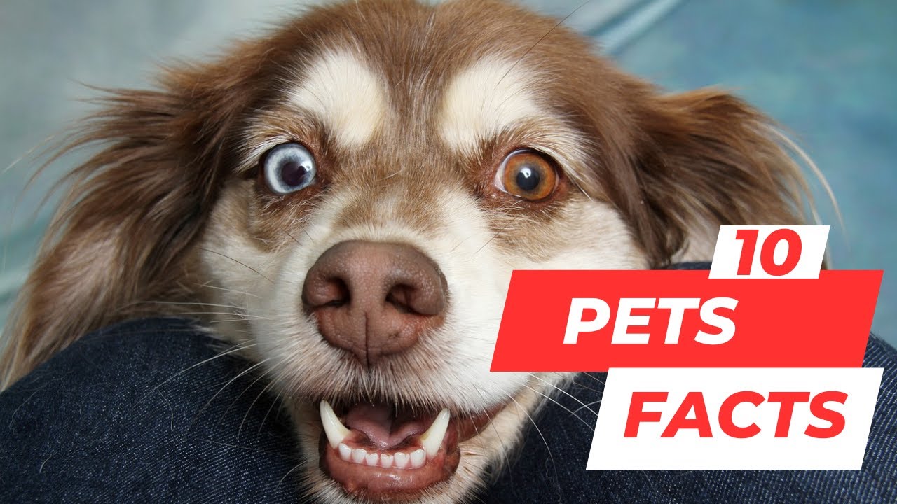 10 unbelievable facts about pets you won't find in pet manuals! - YouTube