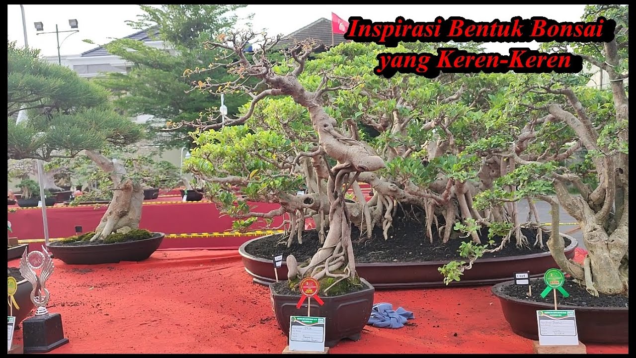 Inspirasi Bentuk Bonsai yang Keren-Keren | Gae Bonsai - YouTube