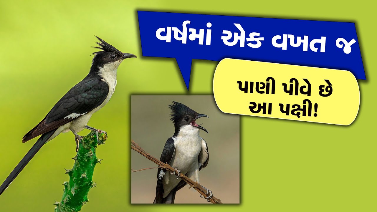 Chatak Bird chatak-bird