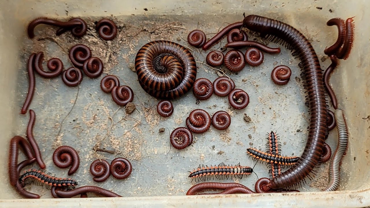 Amazing Exploring Giant African Millipedes With Many Small Red ...