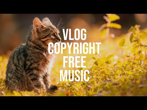 Ujabes - Kitten [Cute/Bright/Vlog No Copyright Music]