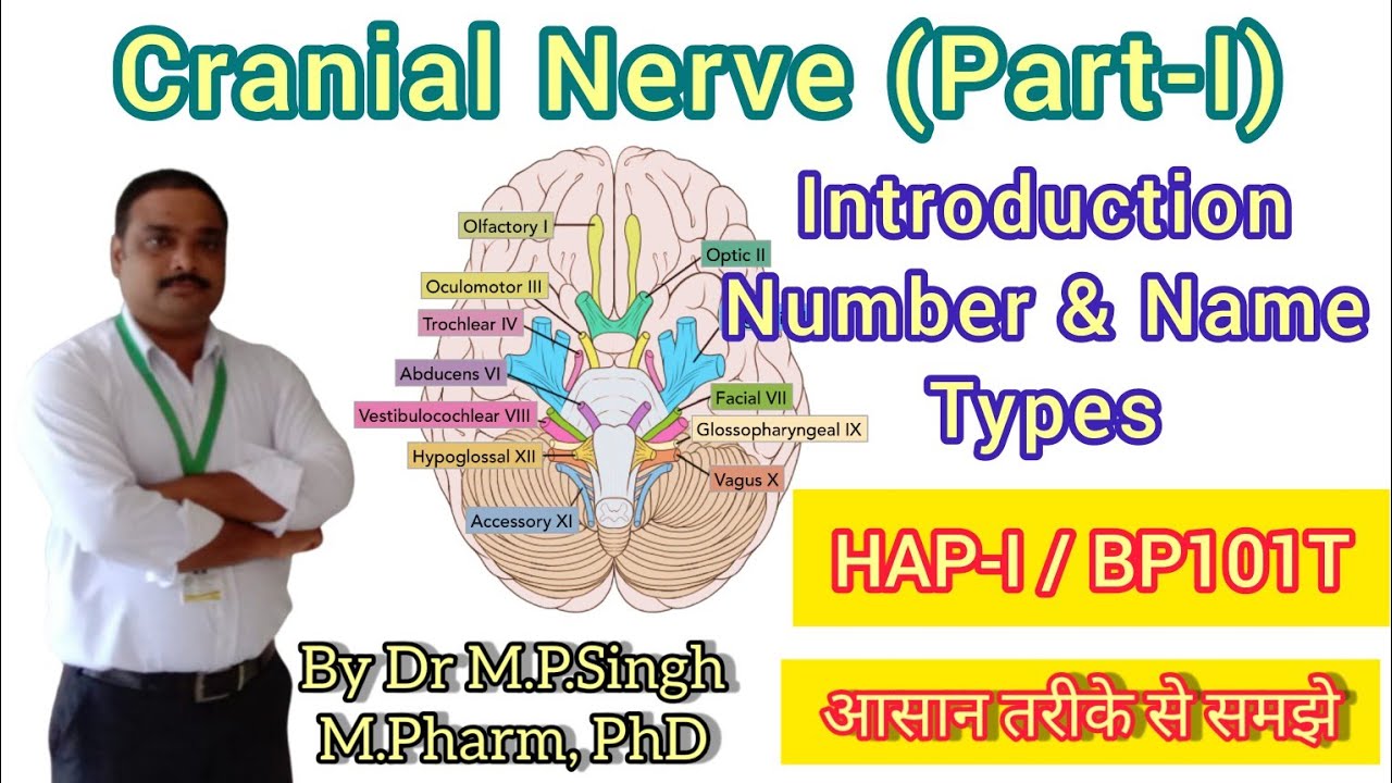 Cranial Nerve (Part~1) | Number Name & Types of Cranial Nerve | Human ...