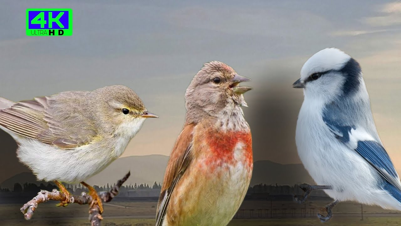 Animal sounds 28 / Sounds of birds / Linnet, blue tit, great tit, remez ...