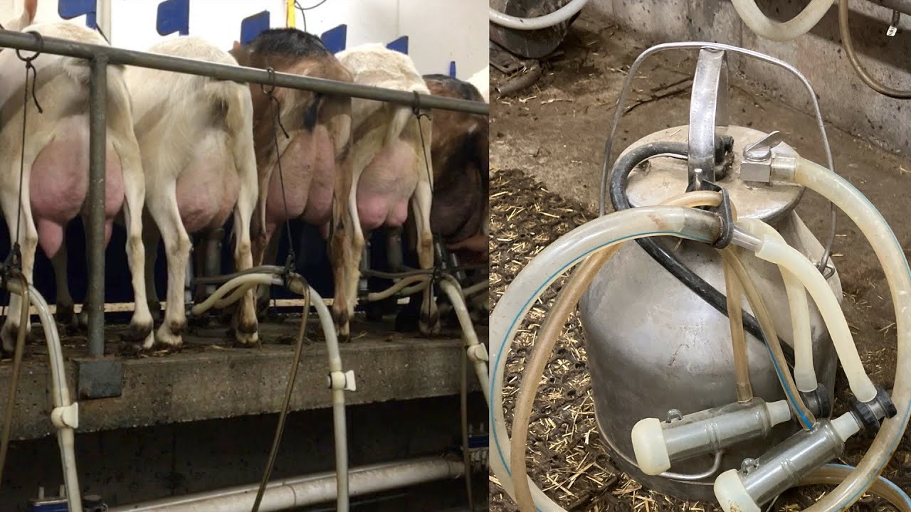 Milking goats - why we use a bucket milker - YouTube