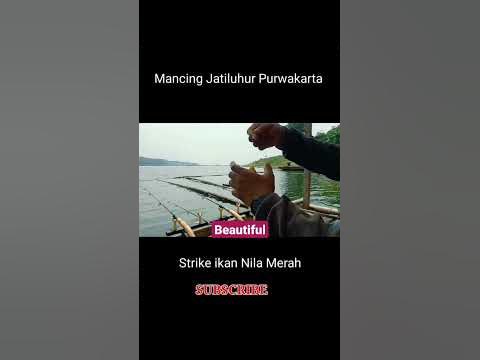 Mancing Jatiluhur terbaru. spot Madang - YouTube
