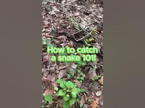 How to catch a snake! 🐍 - YouTube