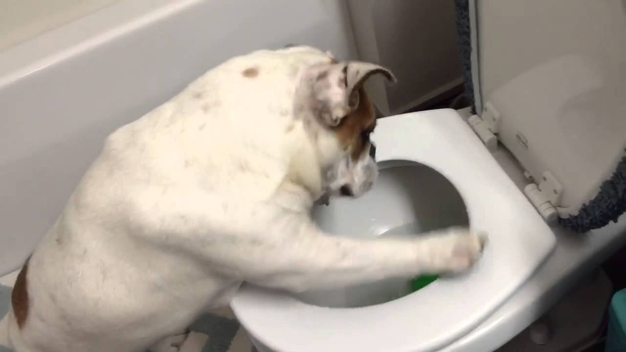 Funny Beabull puppy video. LoLo lost her ball - YouTube