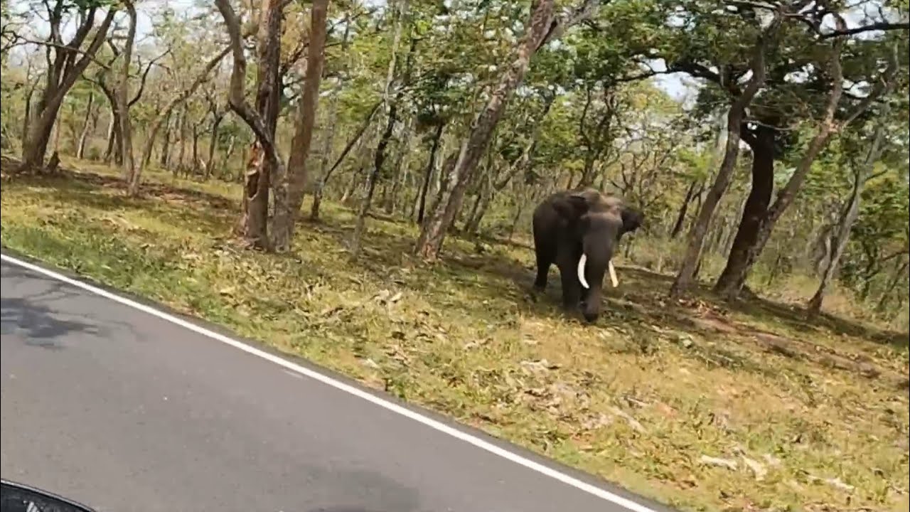 Elephant attack Iಬಂಡಿಪುರದಲಿ ಕೋಪಗೊಂಡ ಮದಗಜ ನನ್ನ ಮೇಲೆ ದಾಳಿI KERALA I ...