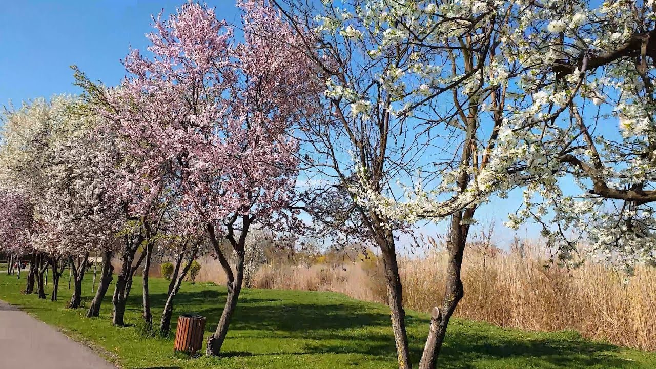 Constanta Pitoreasca - Parcul Tabacariei - Samsung S10 Plus & Gimbal ...