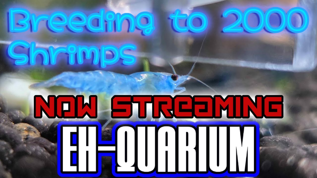 Gave Birth! Cherry Shrimp stream. Canadian breeder and shrimp keeper ...