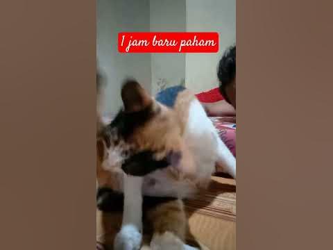 kucing lucu lagi terapi# kucing telon# pembawa berkah# Shorts. - YouTube
