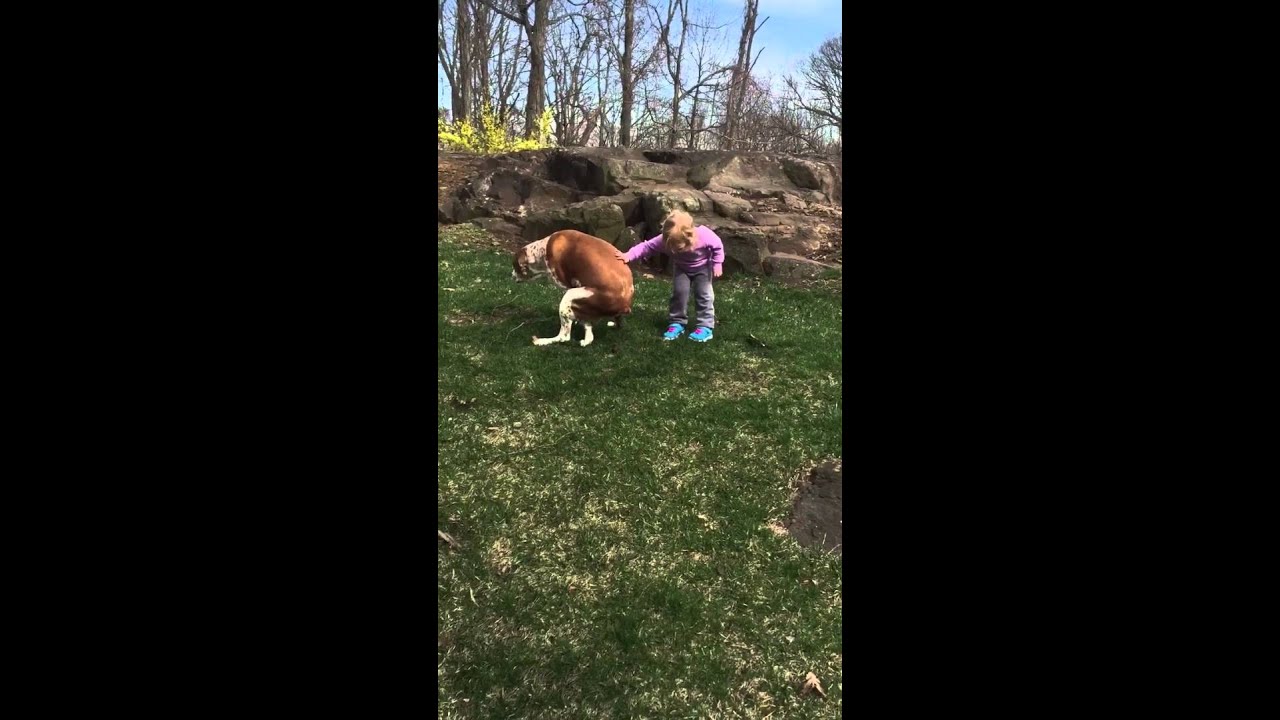 Funny videos! "Great job pooping" - YouTube