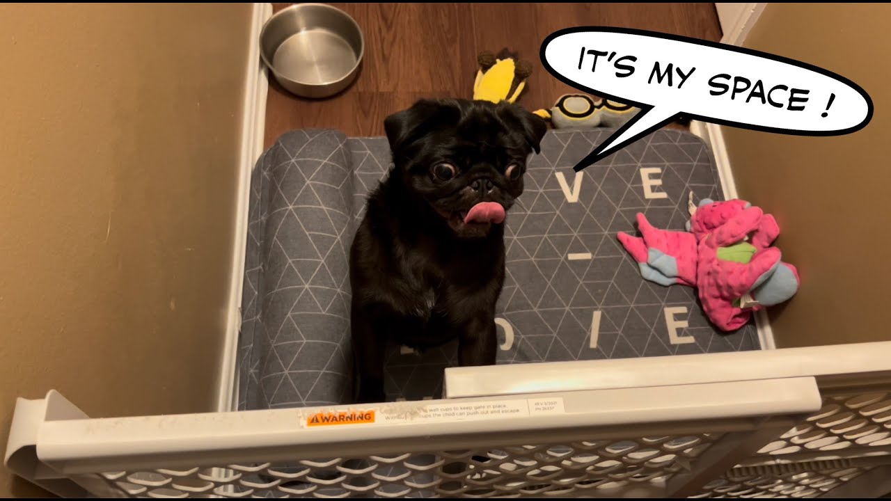 Pug Jail - YouTube