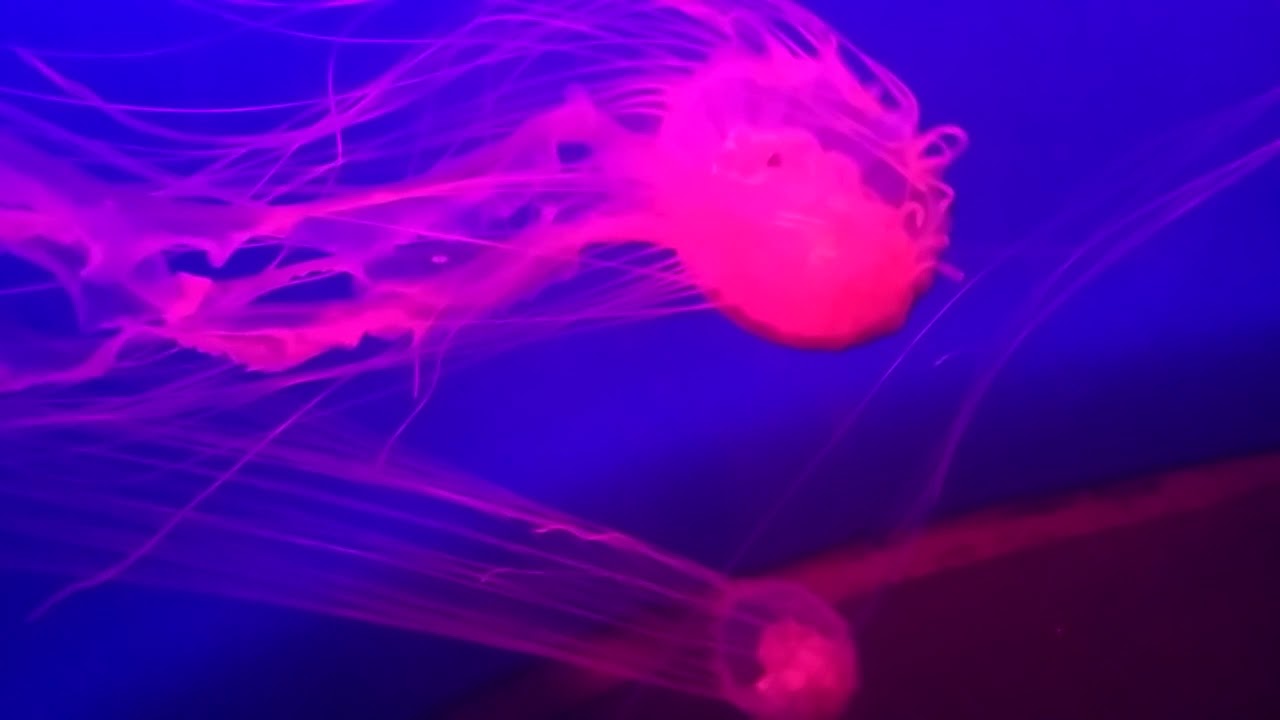jelly fish string ray in Sentosa Island Singapore - YouTube