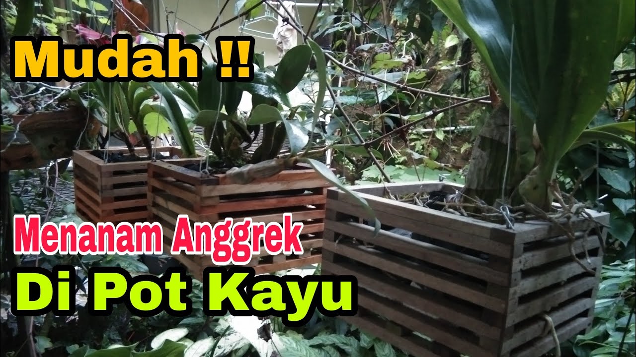 Cara Menanam Anggrek Di Pot Kayu - YouTube