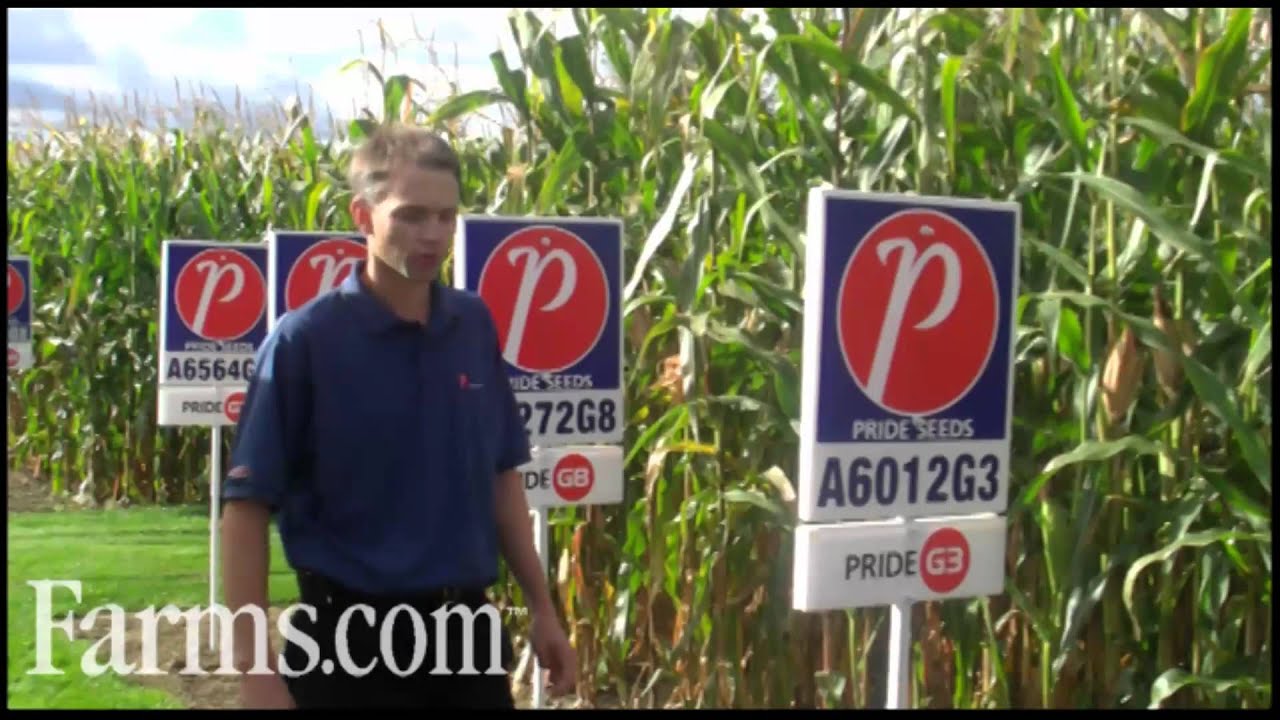 Pride Seeds: A601G3 Corn - YouTube