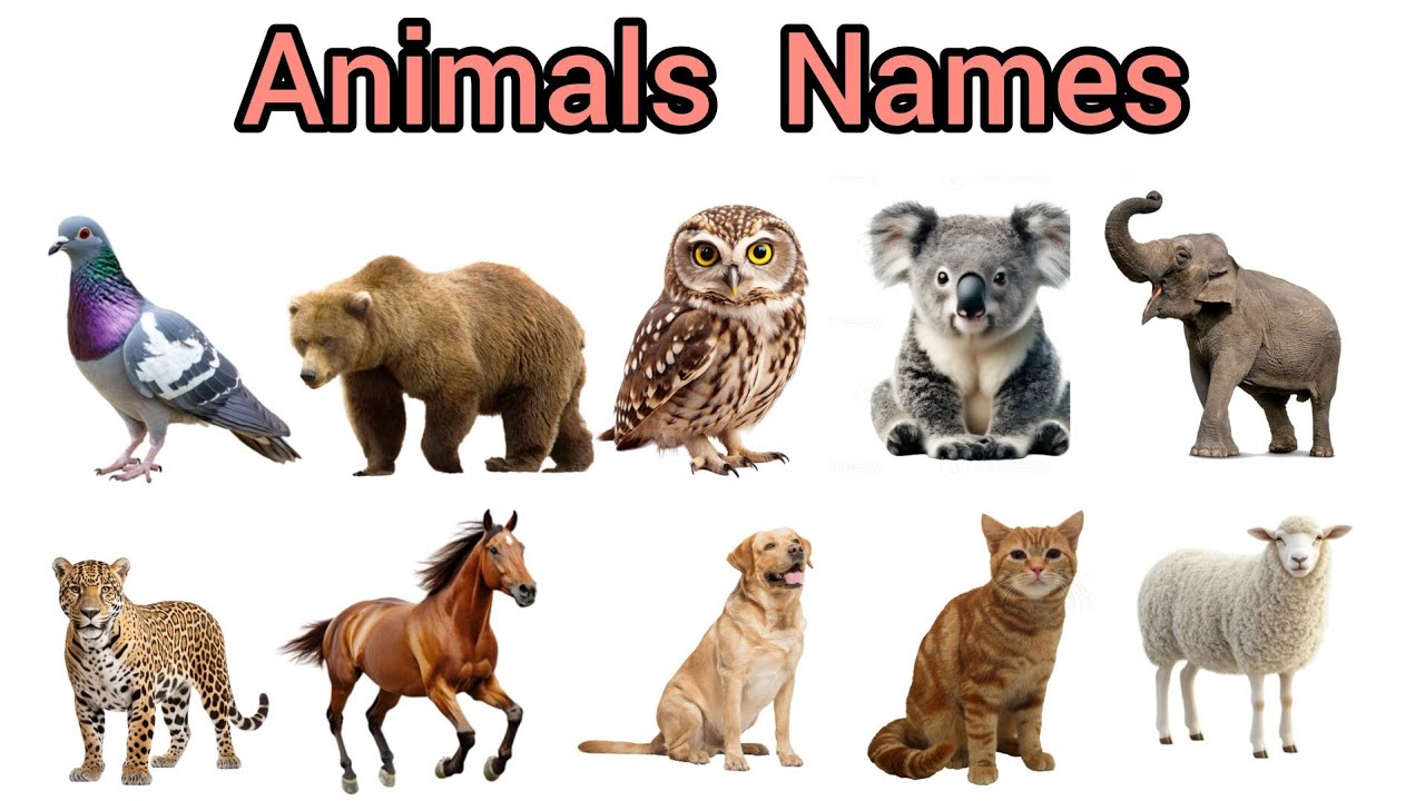 “Animals Names and Sounds for Kids | Learn Animal Sounds | Fun Learning ...