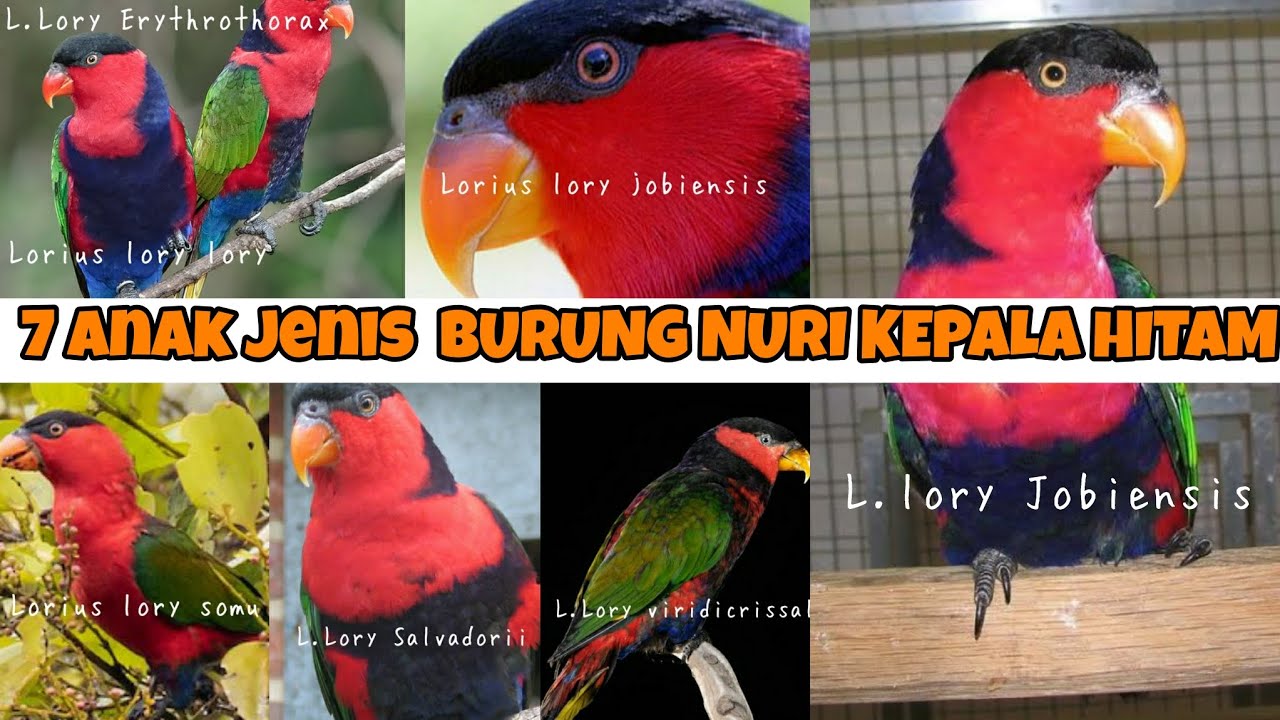 7 ANAK JENIS BURUNG NURI KEPALA HITAM..PARA BREEDER WAJIB TAHU.!!👍👍 ...