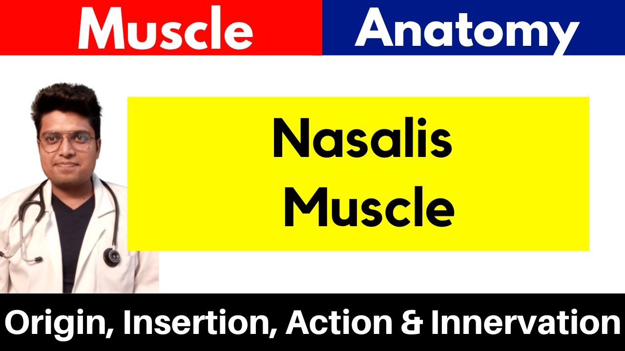 Nasalis Muscle | Origin, Insertion, Action & Innervation | Nasalis ...