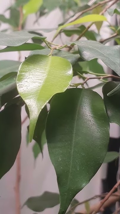 Saved Ficus benjamina - #Shorts - YouTube