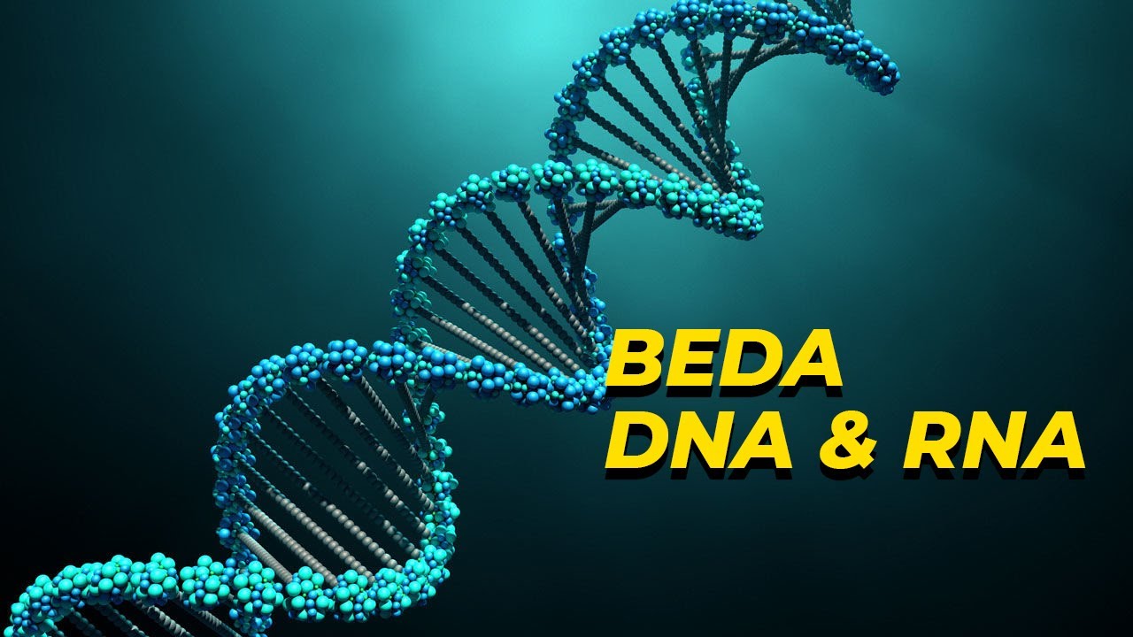 Perbedaan DNA dan RNA dalam Genetika | Biologi - YouTube