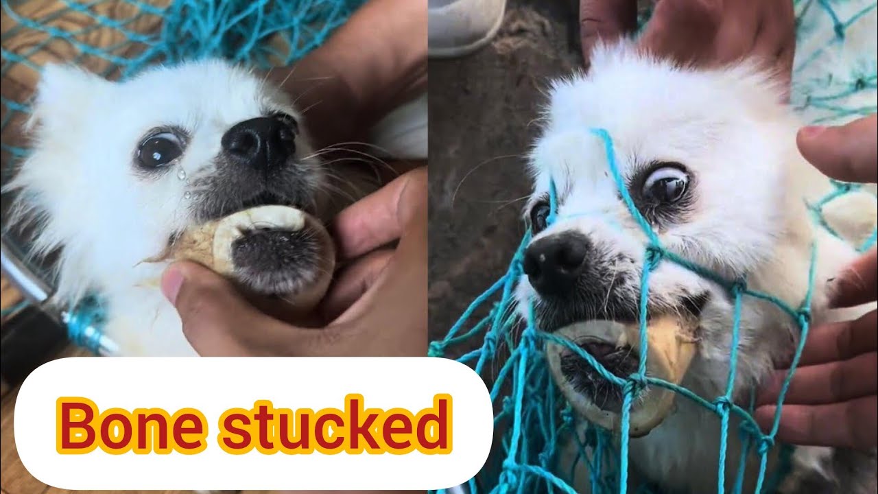 bone stuck in dogs mouth he cry with pain | top 10 dog rescue stories ...