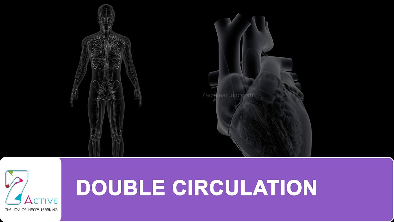 DOUBLE CIRCULATION - YouTube