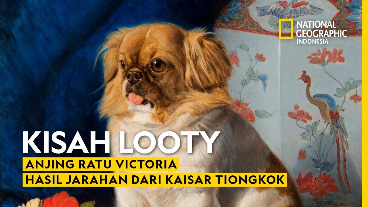 Kisah Looty, Anjing Ratu Victoria Hasil Jarahan dari Kaisar Tiongkok ...