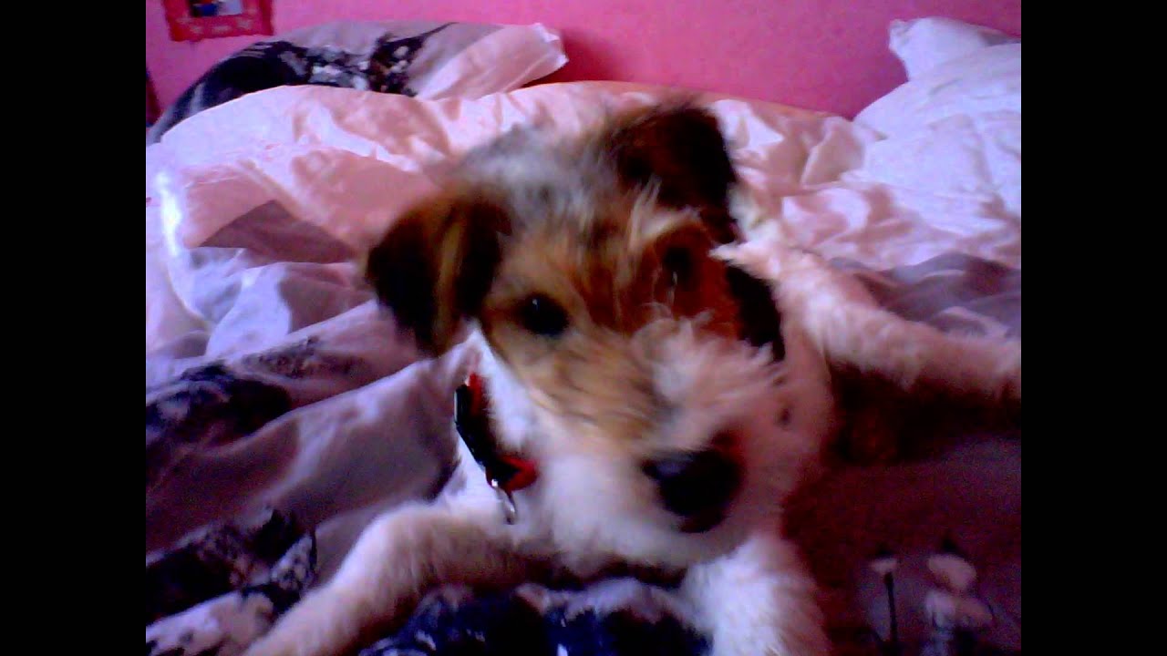 mon chien garou - YouTube