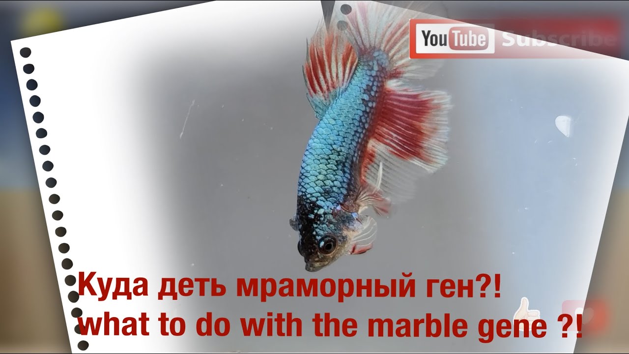 Куда деть мраморный ген петушка?! what to do with the marble gene ...