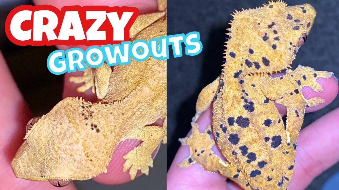 Breeders TOP CRESTED GECKO GROWOUTS! (crazy) - YouTube