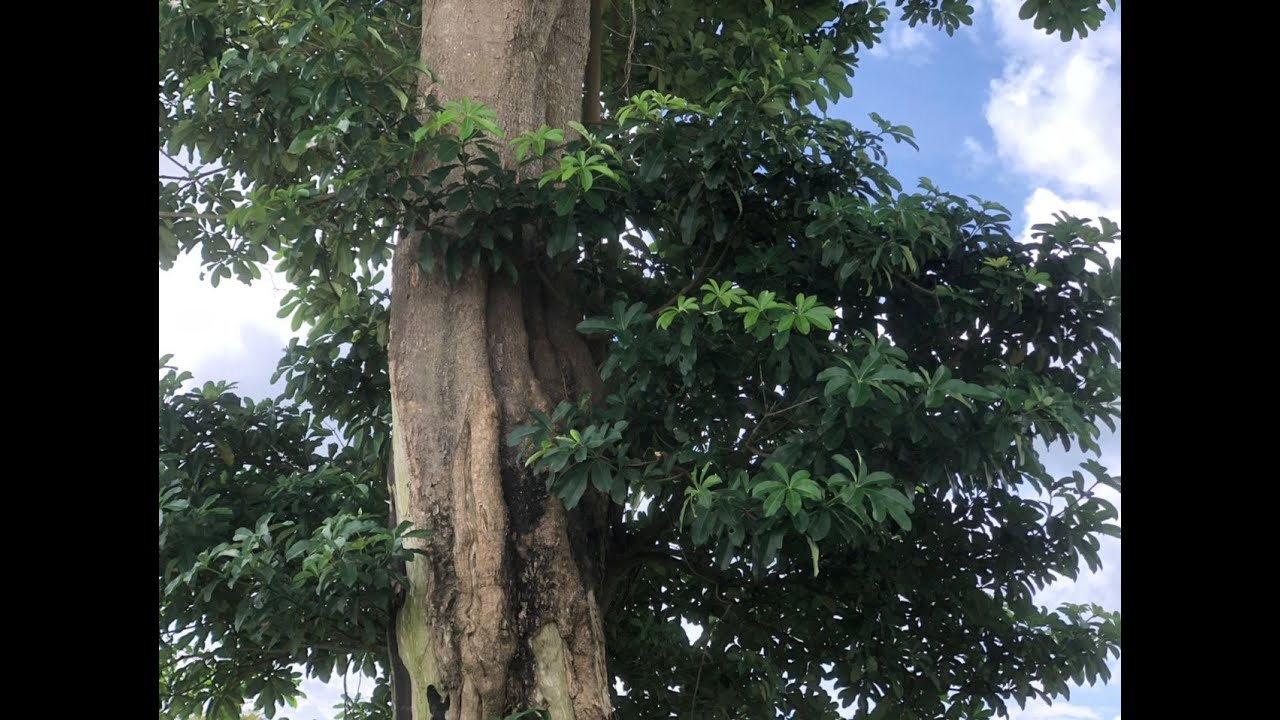 NYAME DUA IS THE MOST POWERFUL TREE IN THE WORLD - YouTube