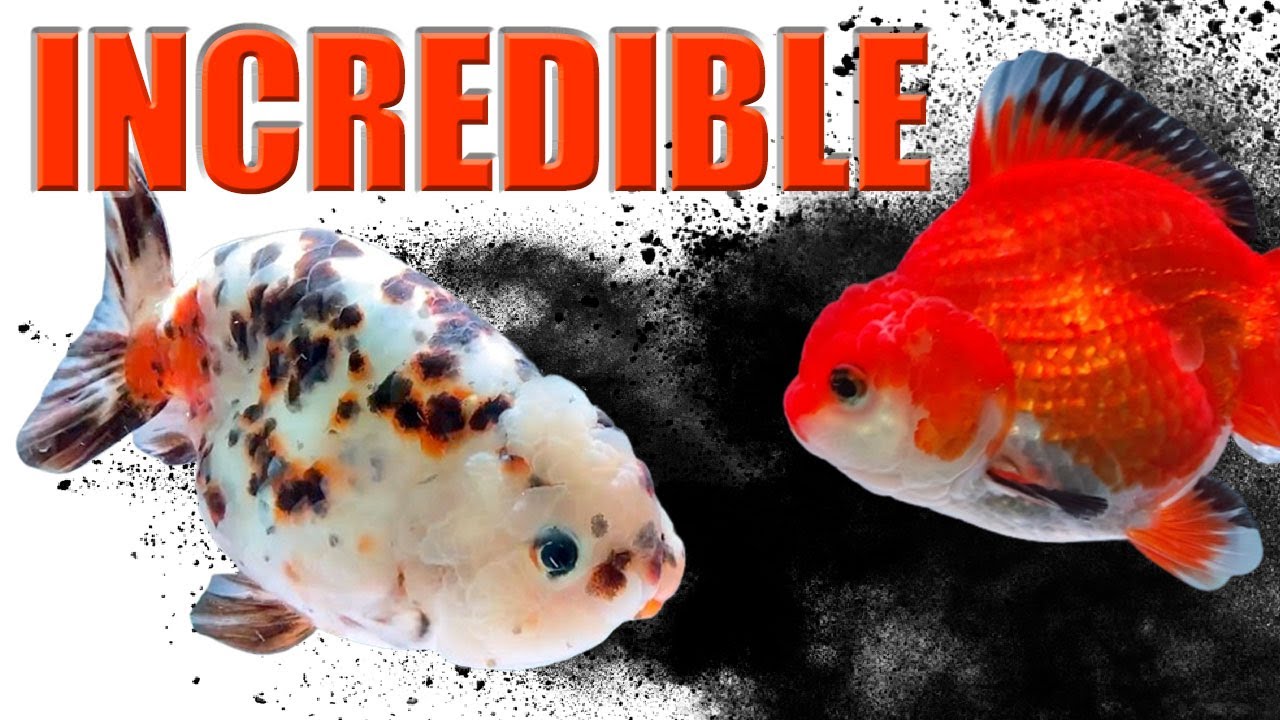 Incredible Goldfish with Jennifer @VQUATICS - YouTube