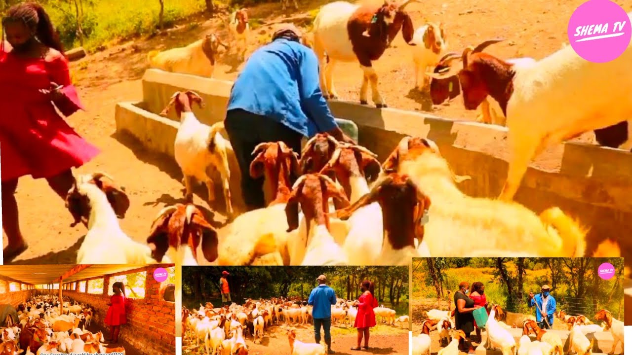 Mr Muripo and Sons-BOER GOATS project in Bindura. - YouTube