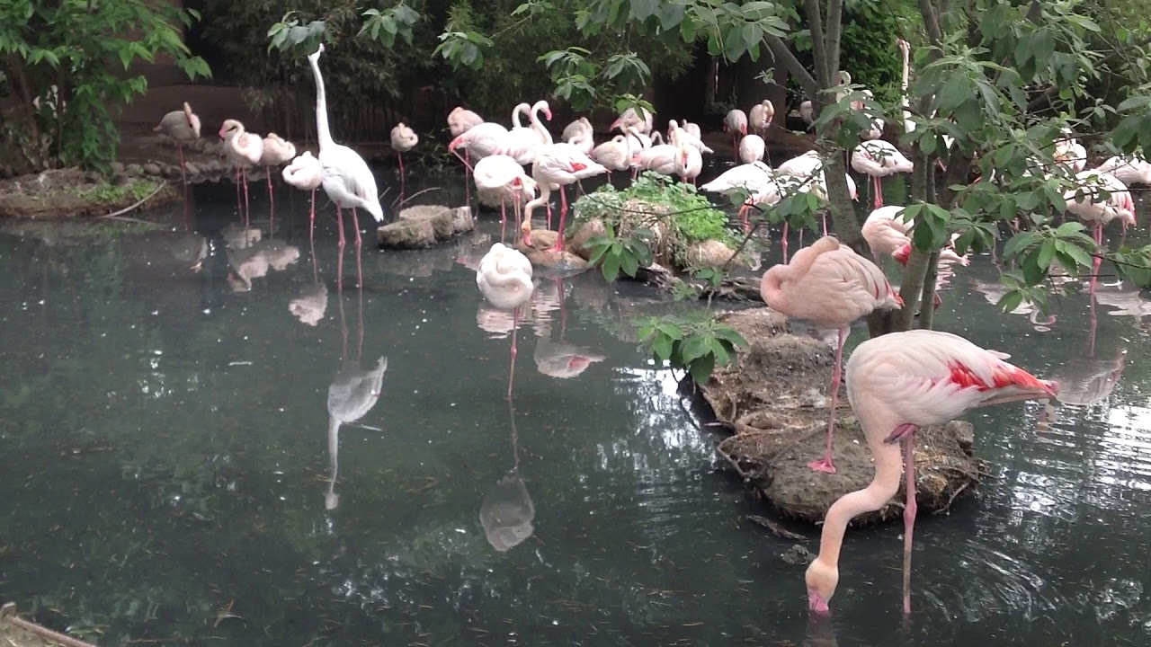 Parco delle Cornelle (zoo) - YouTube