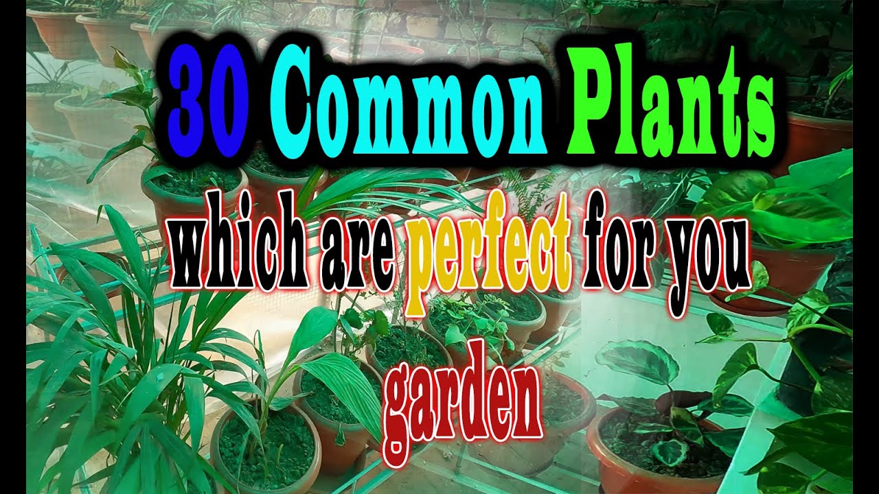 "Green Oasis: A comprehensive guide to common house plants" # ...