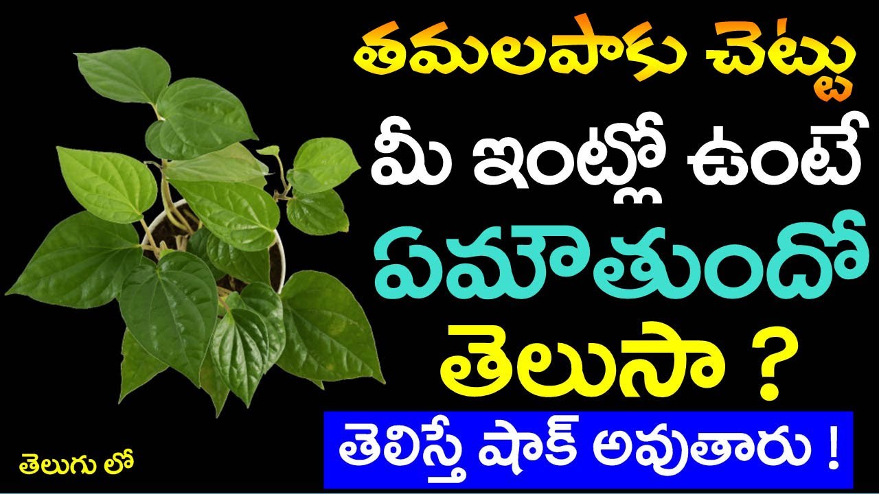 తమలపాకు చెట్టు మీ ఇంట్లో ఉంటే ఏమౌతుందో తెలుసా ? తెలిస్తే షాకవుతారు ...