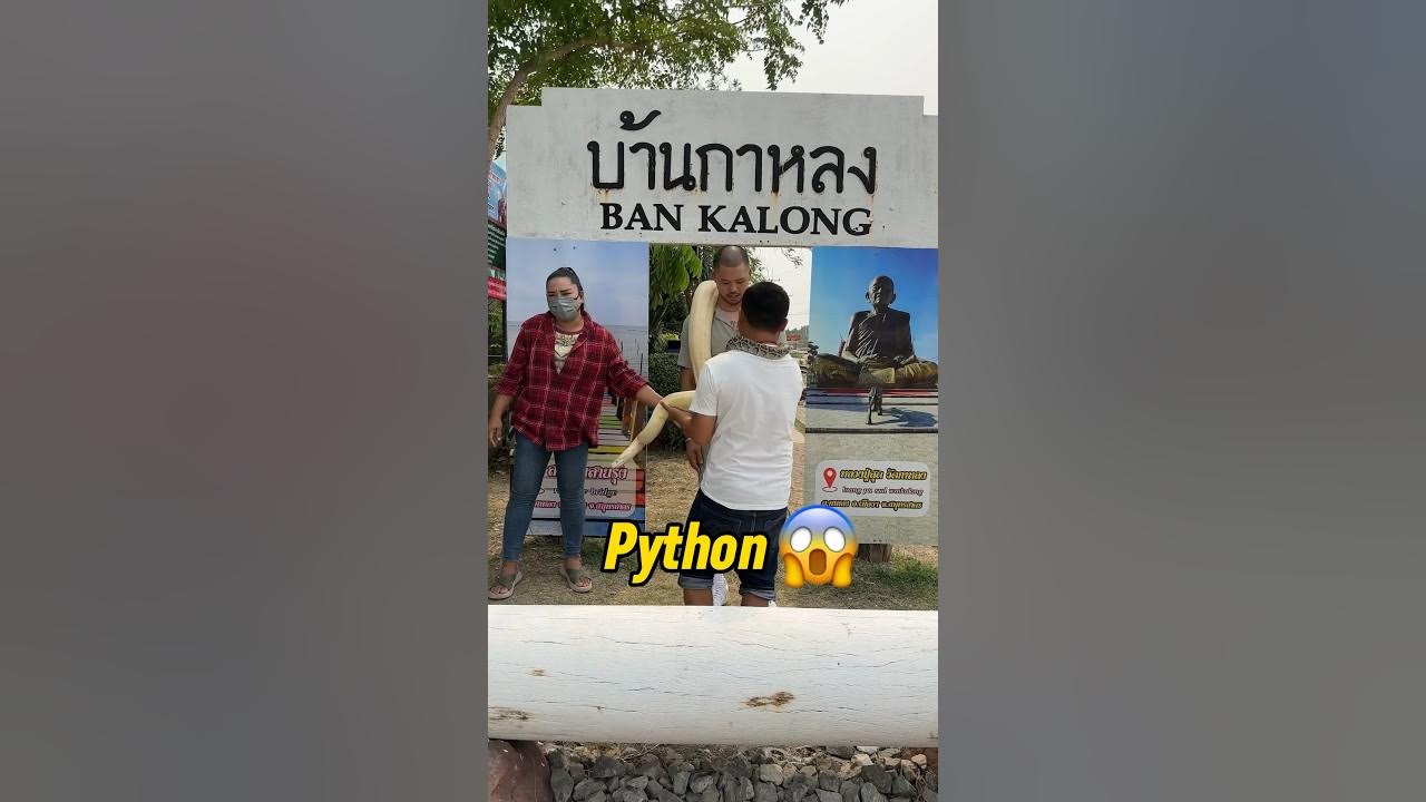 CHILLING WITH PYTHON 🐍 in BANGKOK, THAILAND 🇹🇭 #bangkok #snake # ...