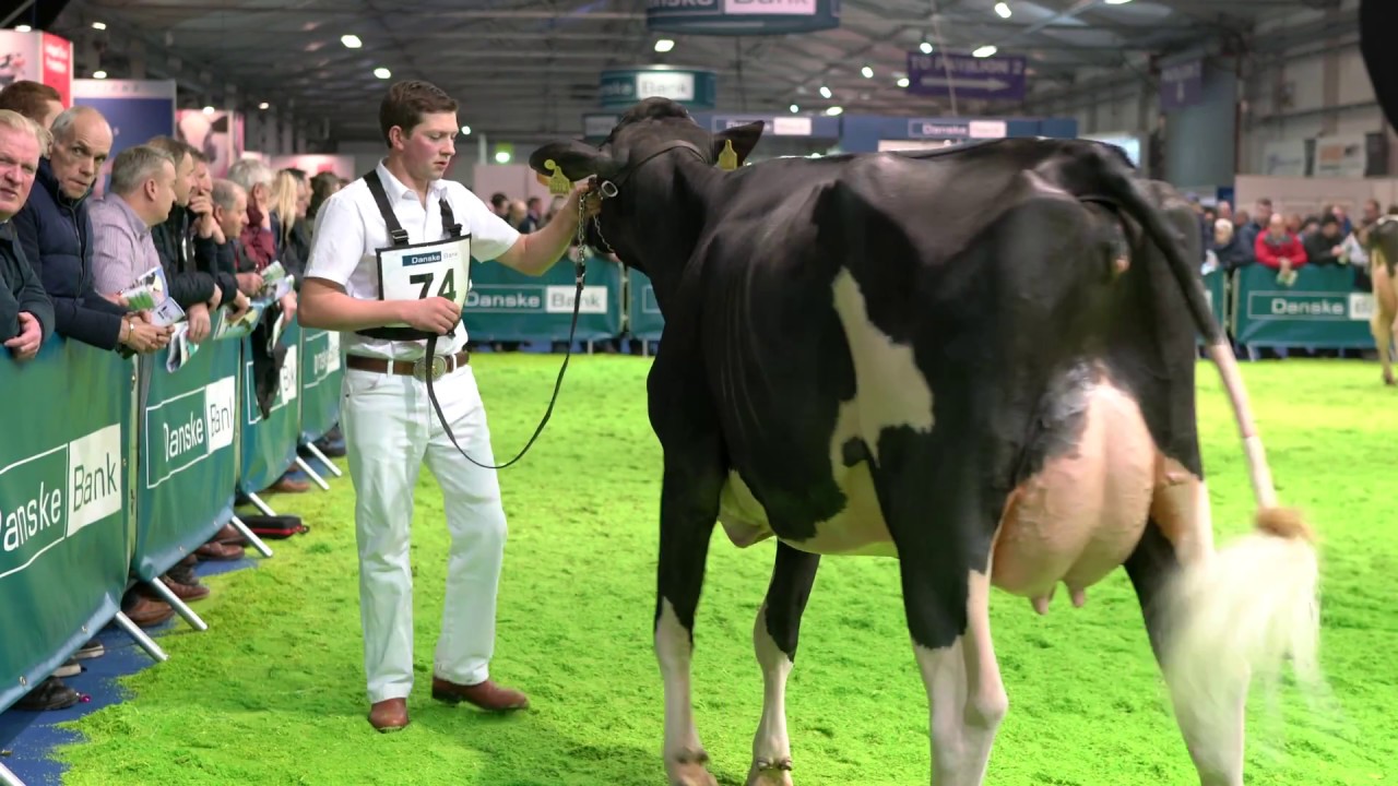2017 Royal Winter Fair (RUAS).Holstein Intermediate Heifer Class ...