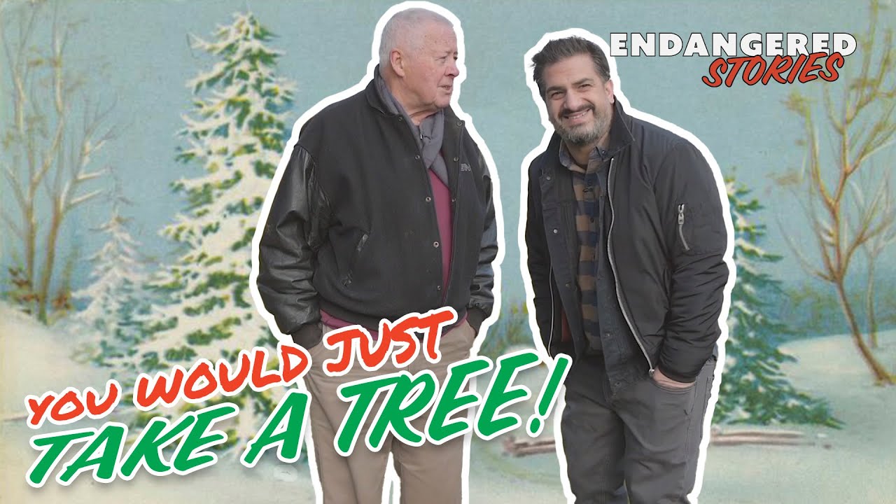 West Island Christmas Tree Stories - YouTube