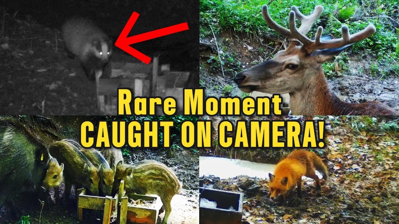 I Didn’t Expect This on My Hidden Camera… (SHOCKING FOOTAGE)! - YouTube