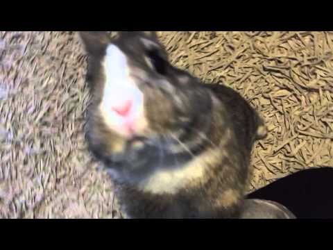 Honking Rabbit - YouTube
